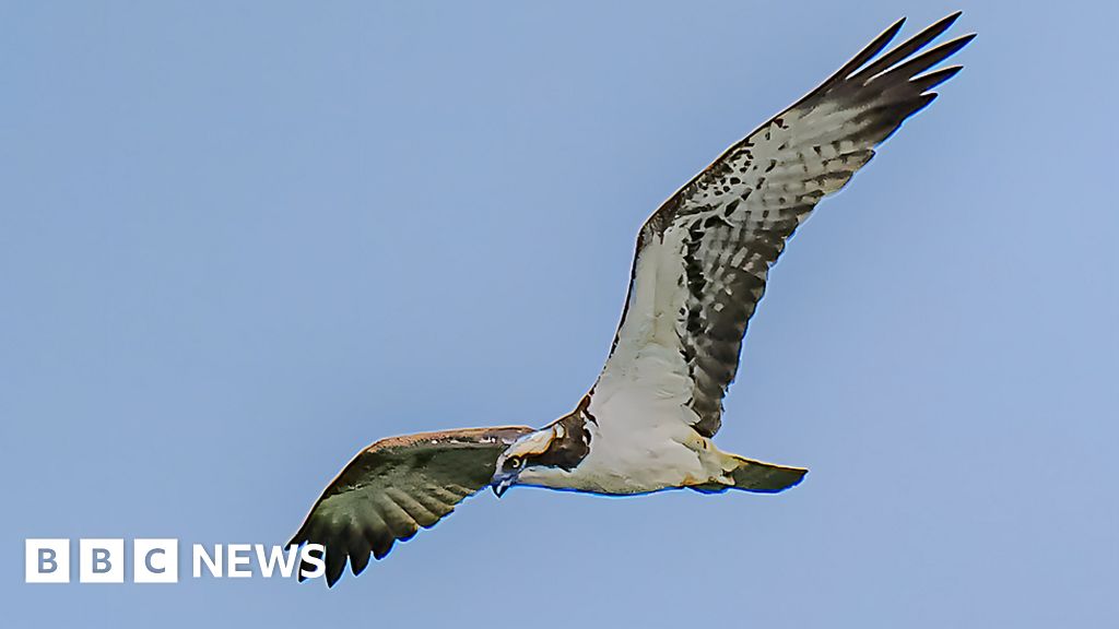 Ranworth Broad: Ospreys could breed for the first time in 250 years - BBC News
