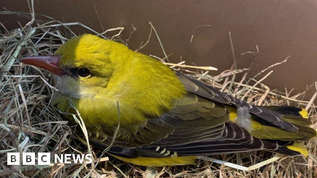 Golden oriole: Rare bird found by cleaner released back into the wild