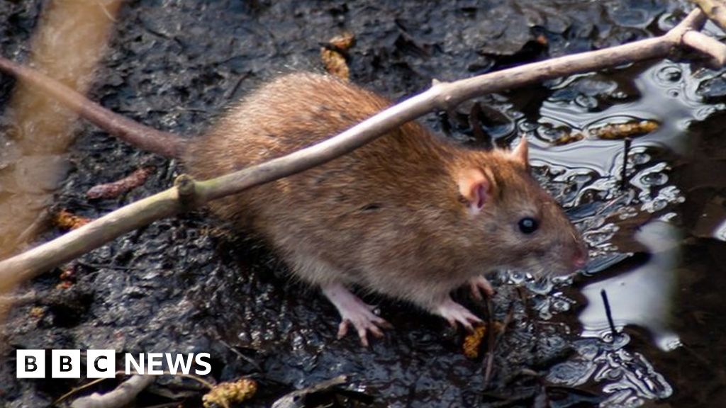 Rats to be removed from Round Island in Scilly