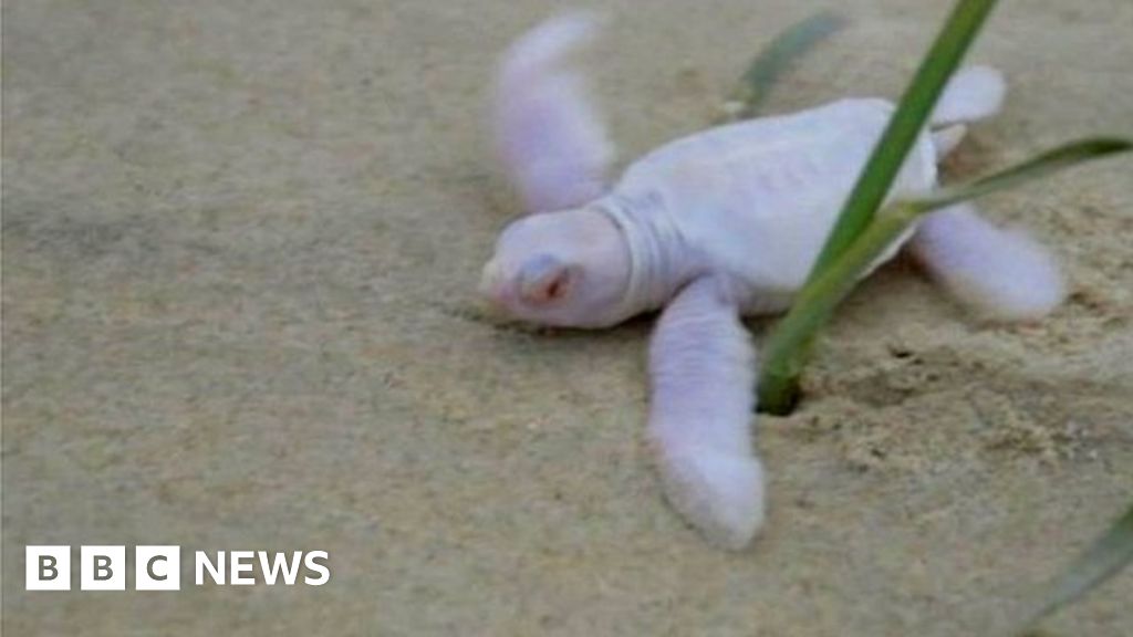 Rare albino turtle hatchling found on Queensland beach - BBC News