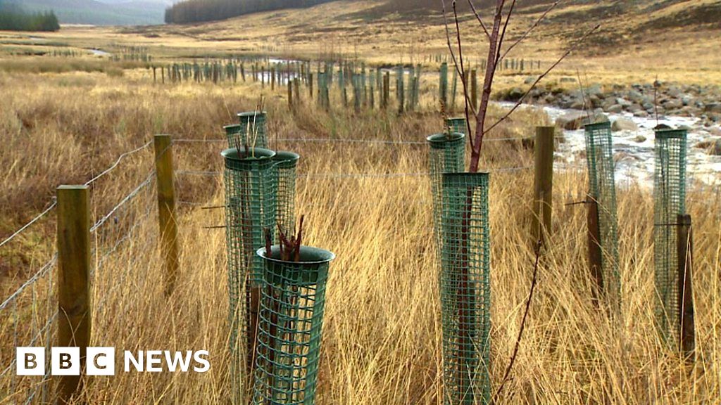 One million trees to be planted in Cairngorms wildlife project - BBC News