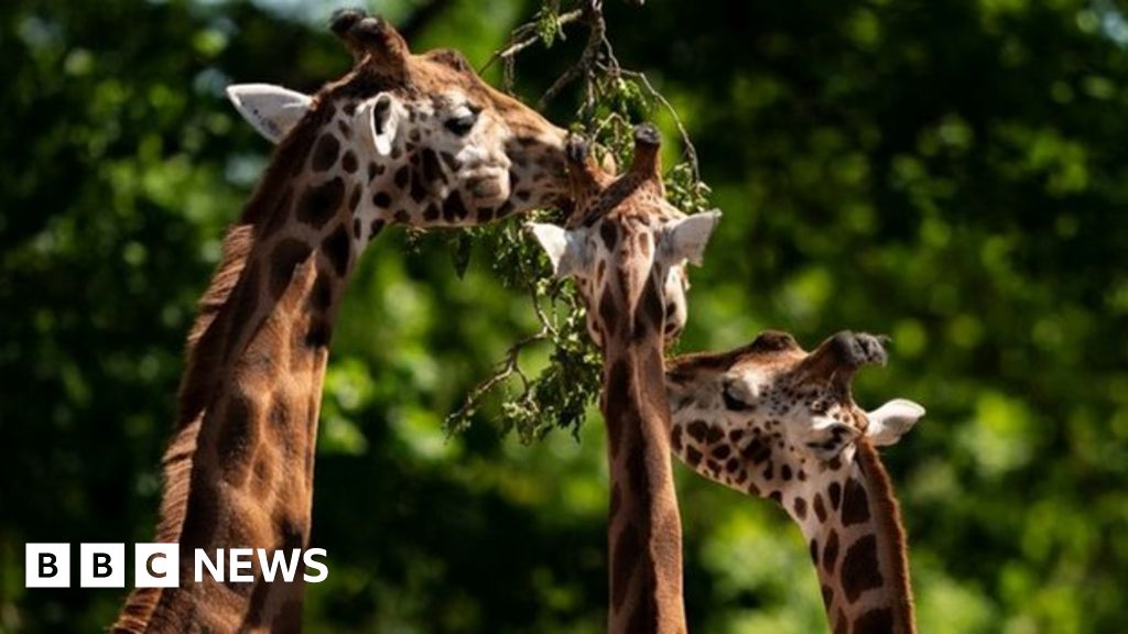 Marwell Zoo animals get boost from Southampton tree vandals