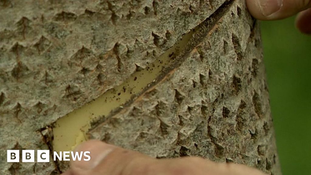 Aspen tree beaver attacks replicated in seed growing bid - BBC News
