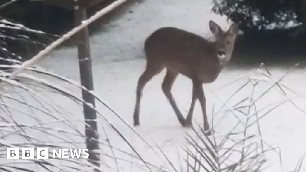 Watch the moment deer prances through snow in Ayrshire