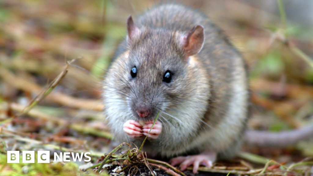 Rats driven from South Georgia's wildlife paradise - BBC News