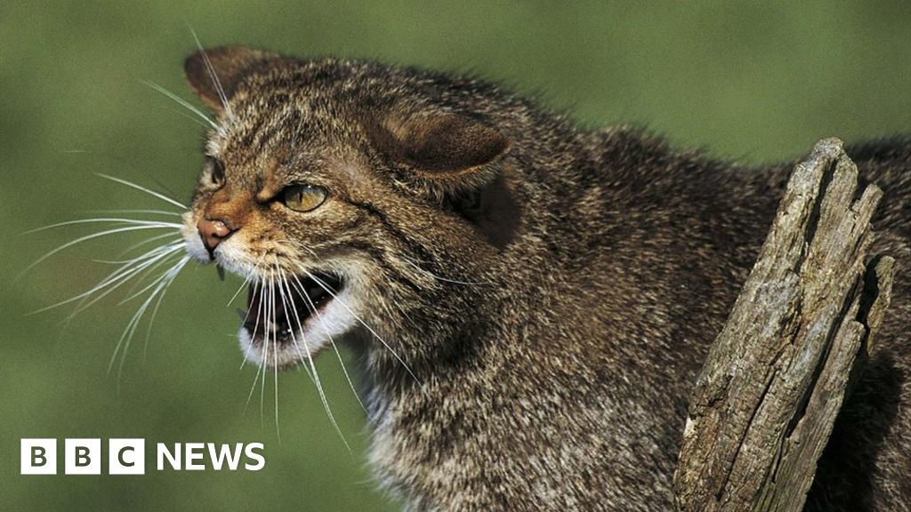 Wildcat or not? Catty rivalry between conservation groups - BBC News