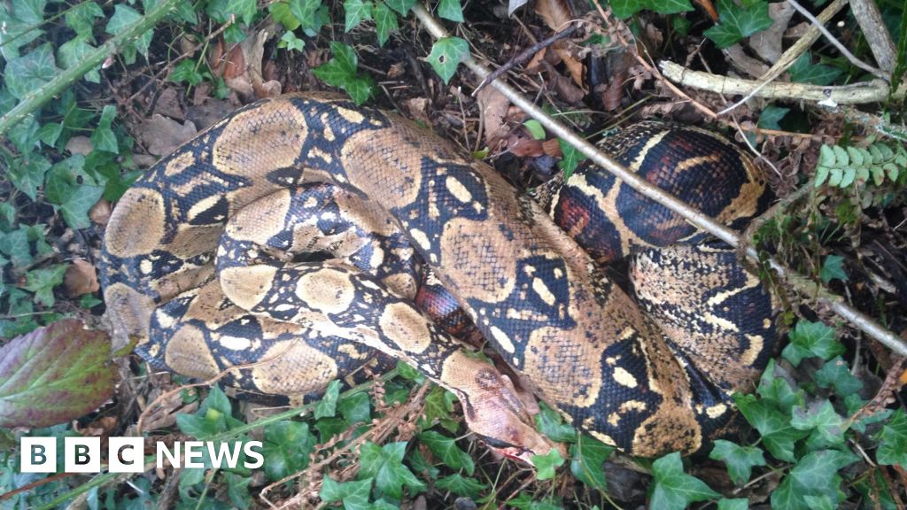 Snake put down after being beaten in Haverfordwest - BBC News