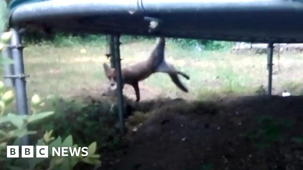 Fox found stuck in trampoline in Rickmansworth - BBC News