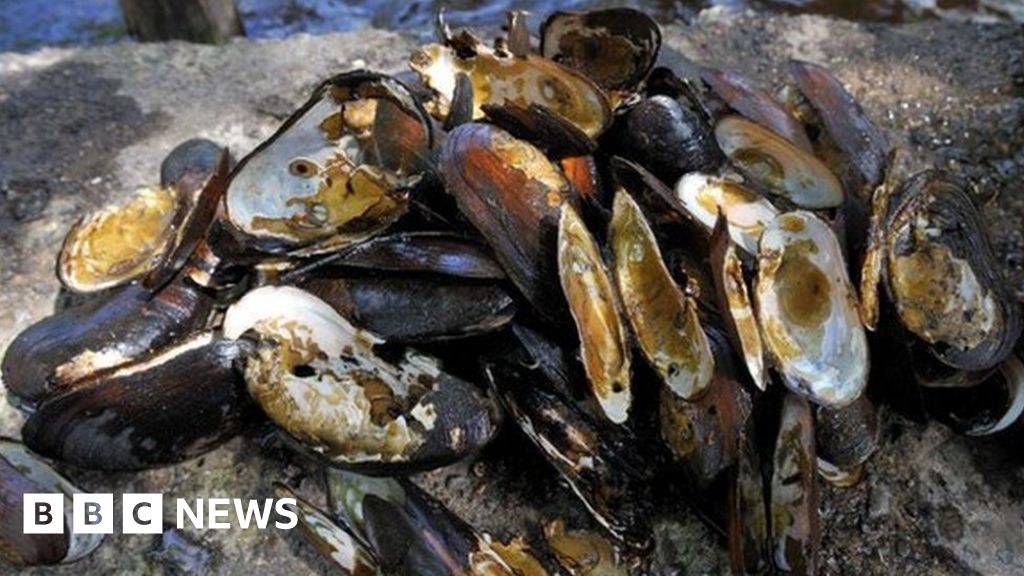 More than 100 pearl mussels poached from Sutherland river - BBC News