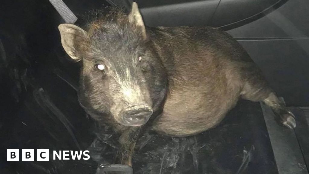 US man squeals to police on persistent pig - BBC News
