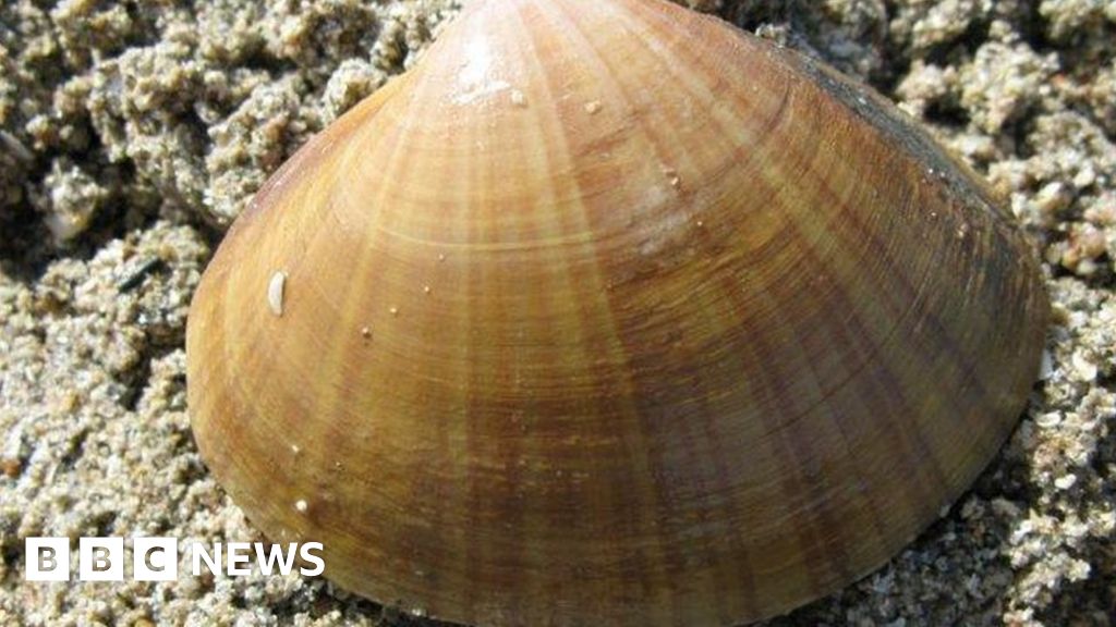 Jersey ban proposed to protect shellfish - BBC News