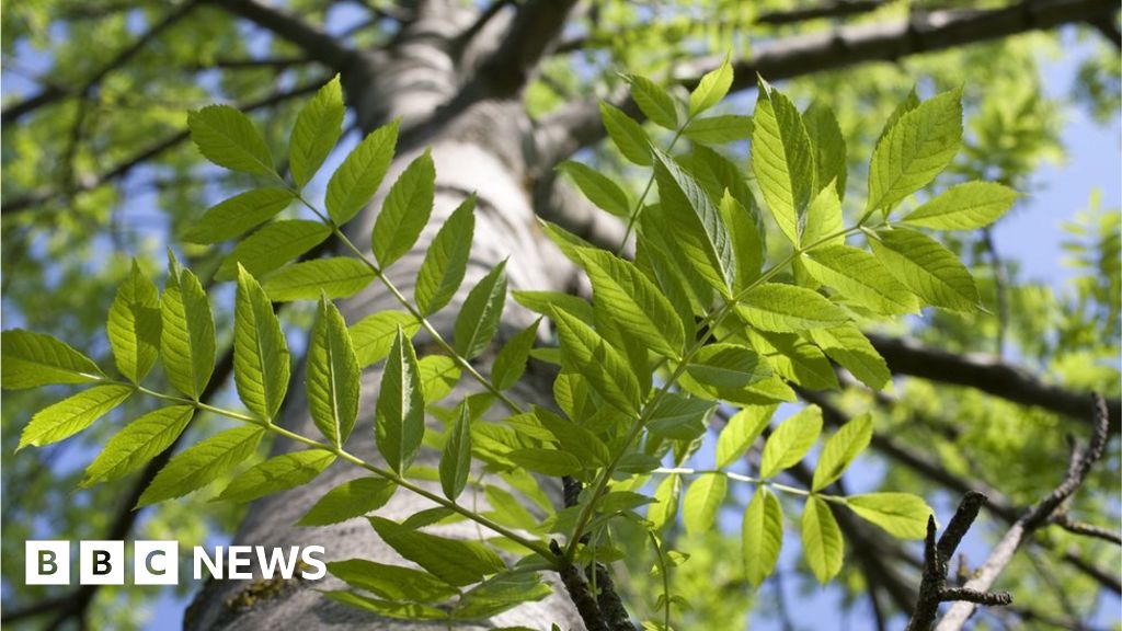 'Test tube trees': An insurance policy against extinction? - BBC News