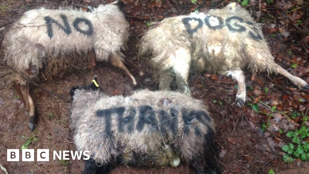 Devon farmer paints 'no dogs' message on dead sheep