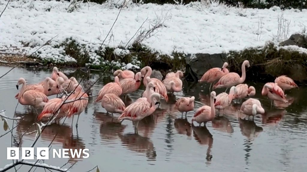 Wales snow: Wintry wildlife scenes as animals explore - BBC News