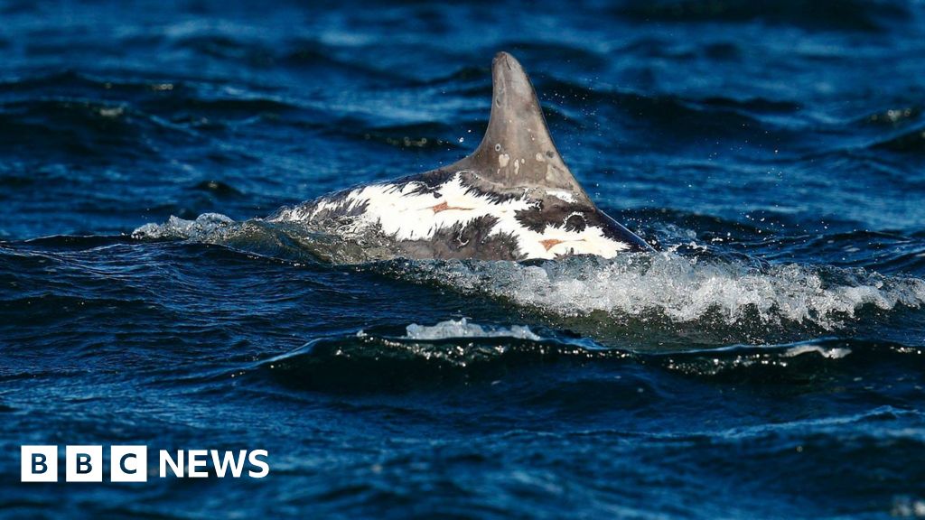 New image of Moray Firth's sunburned dolphin Spirtle - BBC News