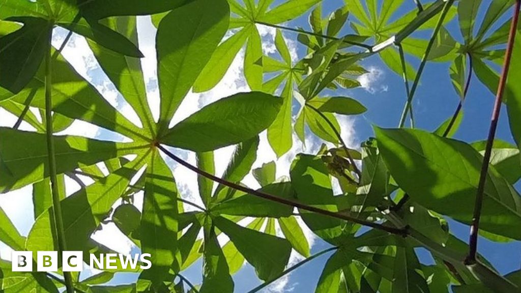 Genetic breakthrough: Crops use more sunlight to grow - BBC News