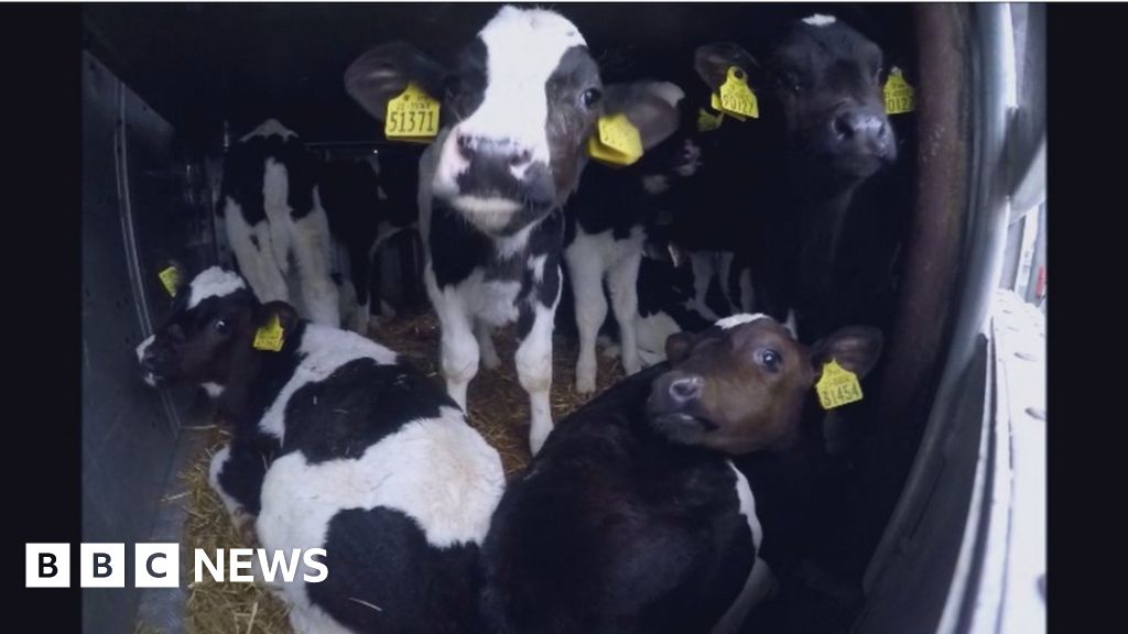 P&O stops transporting calves following BBC investigation - BBC News