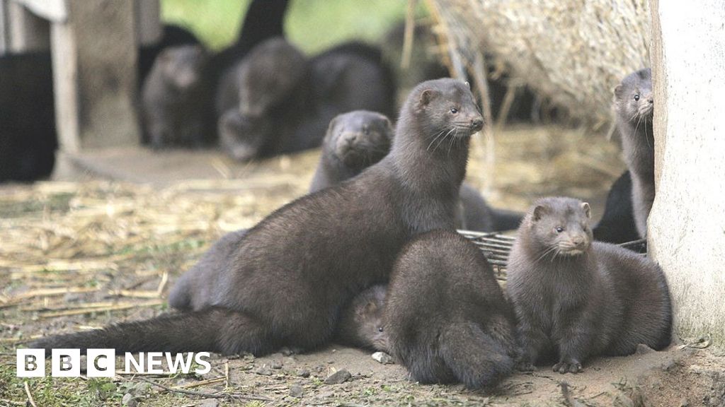 Call for coronavirus screening at mink farms