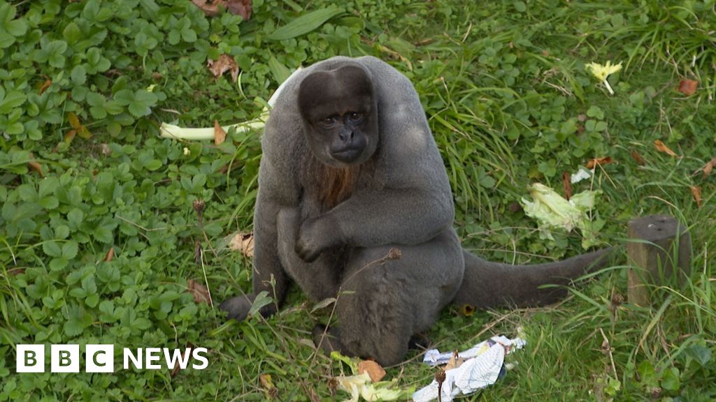 Looe Monkey Sanctuary warns of closure risk - BBC News