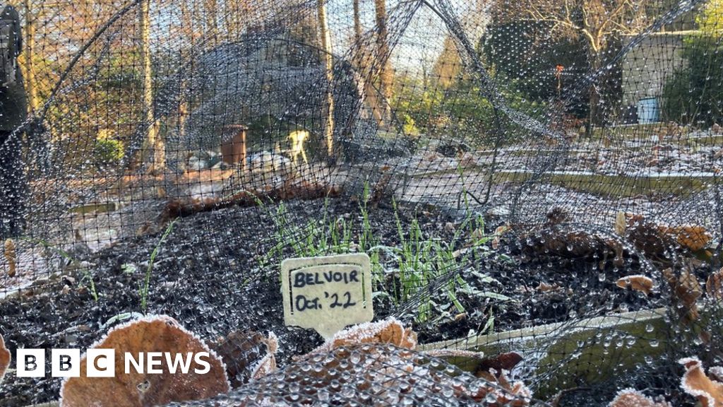 One Million Trees Project aims to double Belfast's tree cover - BBC News