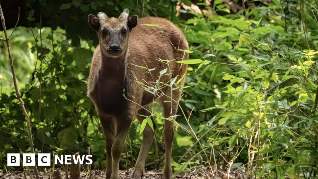 Wild Place Project endangered animals pictured for first time - BBC News