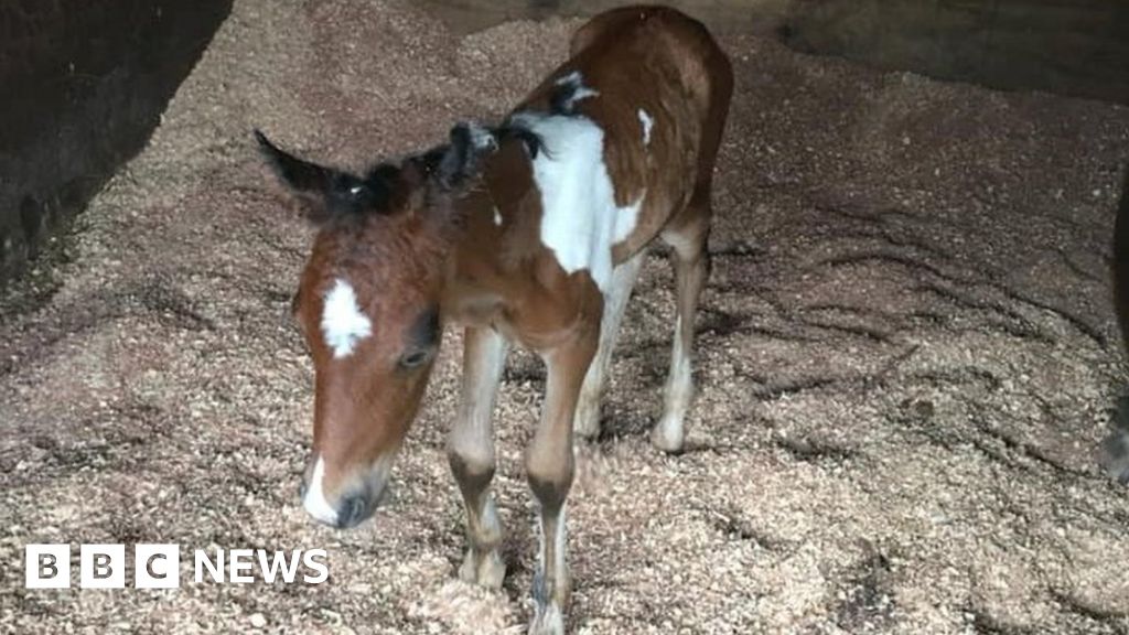 Foal stolen from Bury 'will die without mother'