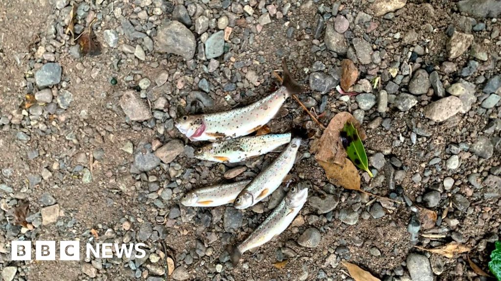 Grange River: Fish kill 'caused by 30,000 gallons of slurry'