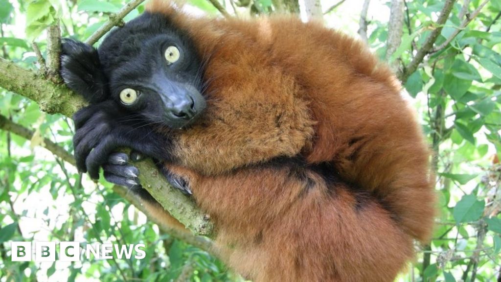 Endangered red ruffed lemurs arrive at Curraghs Wildlife Park - BBC News