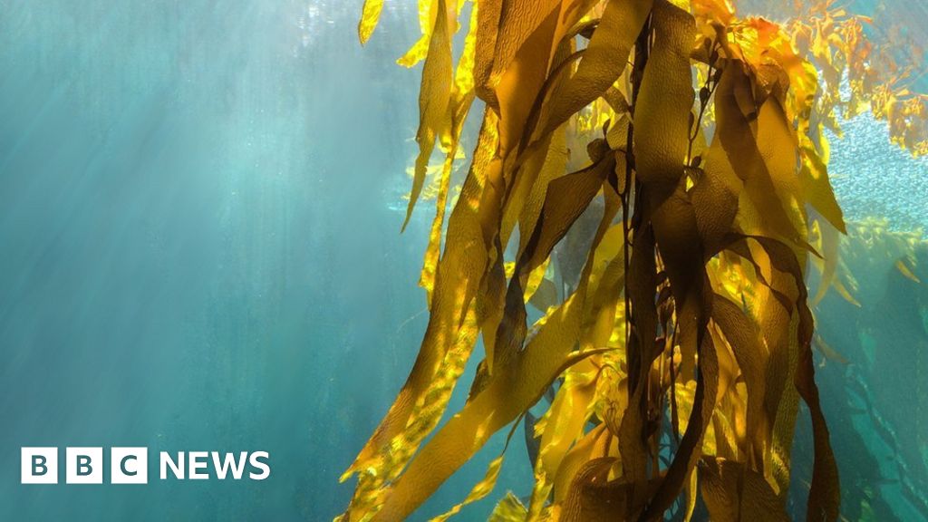 Why is there a row over seaweed harvesting in Scotland? - BBC News
