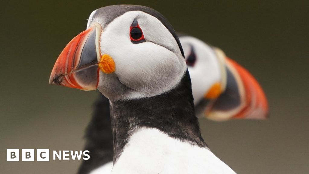 Nature and environment in decline across Northern Ireland - report