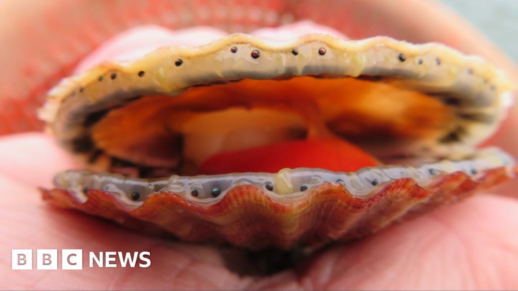 'Sustainable' scallop trial to begin at Scarborough seaweed farm - BBC News