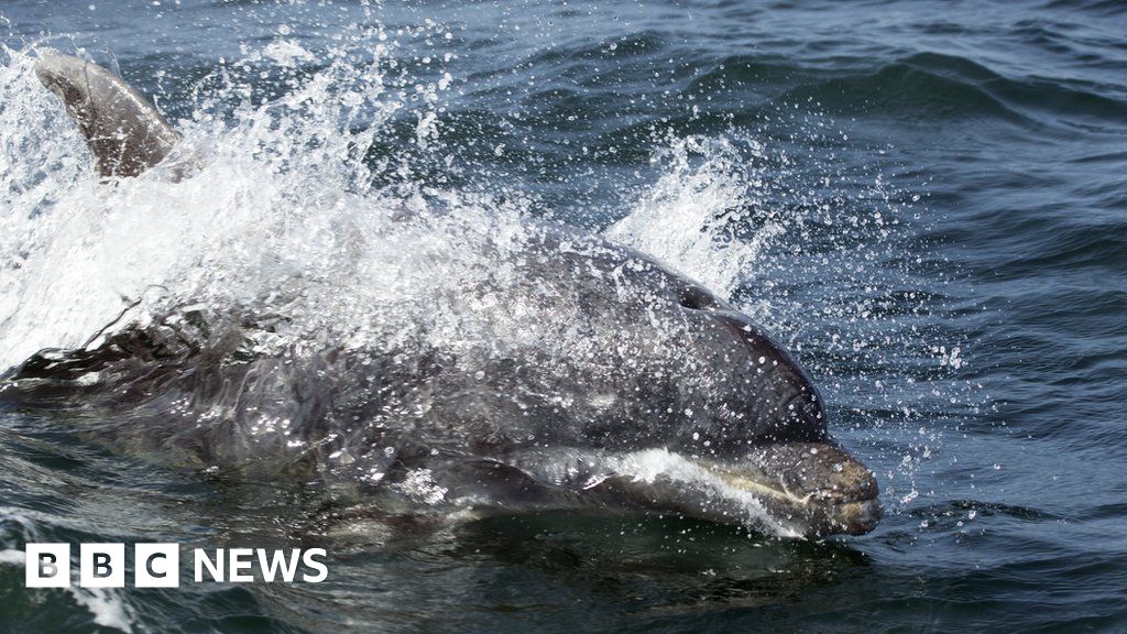 New Scottish marine initiative to look at entanglement - BBC News