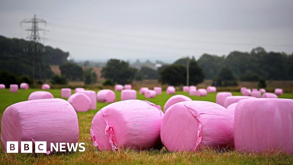 Why are pink hay bales appearing in fields? - BBC News