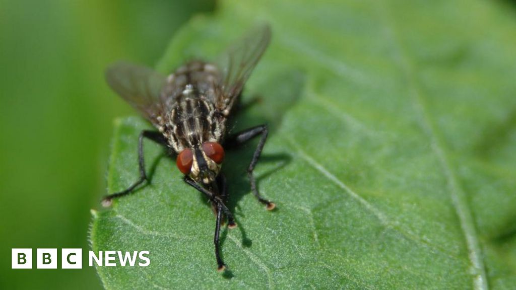 MP asks 'fly minister to swat problem' in Rushden