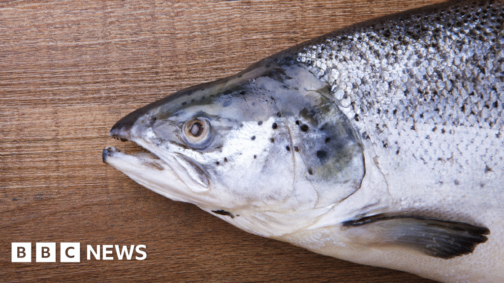 Record production of farmed salmon in Scotland last year - BBC News
