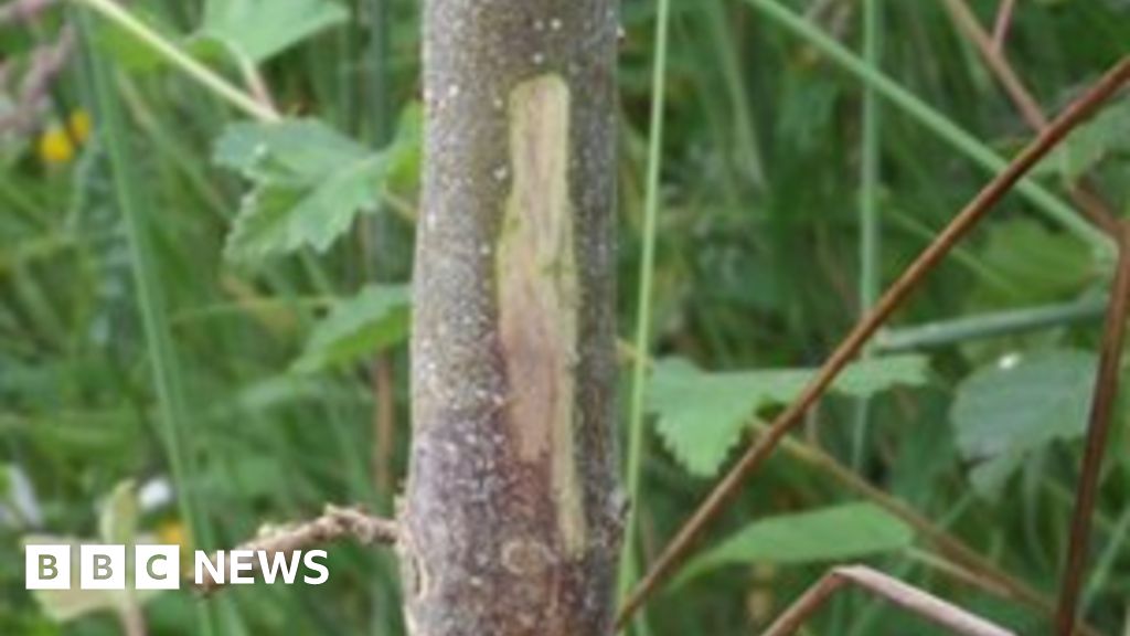 Ash dieback: 100,000 trees destroyed in bid to combat disease - BBC News