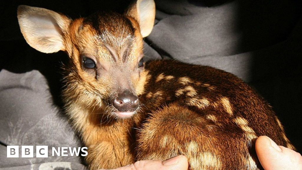 Roadside Caesarean birth fawn dies - BBC News