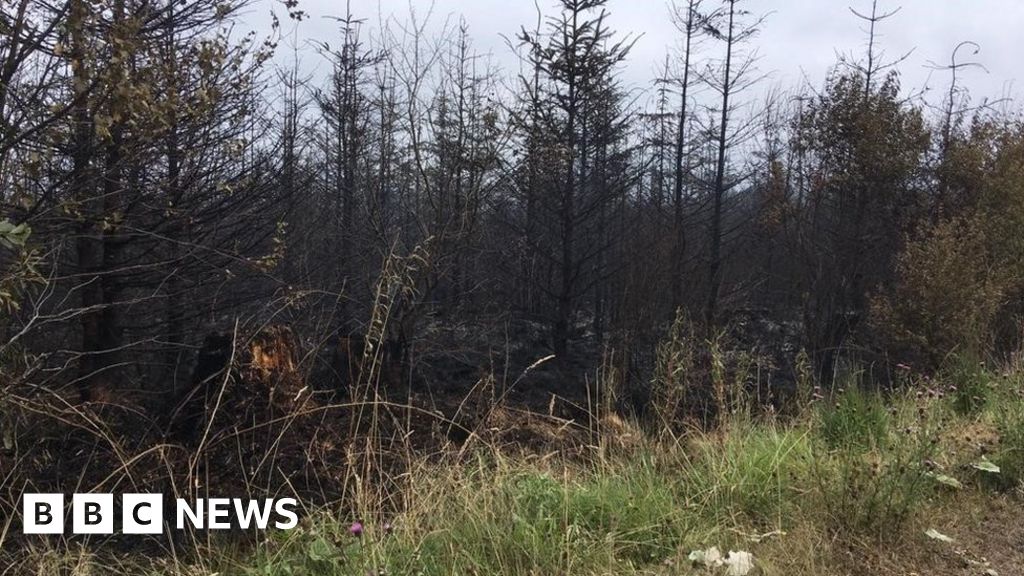Lisnaskea: Tully Forest fire had 'huge impact' on environment - BBC News