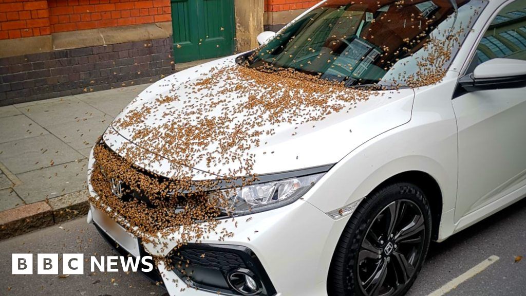Bees removed after swarming on parked cars