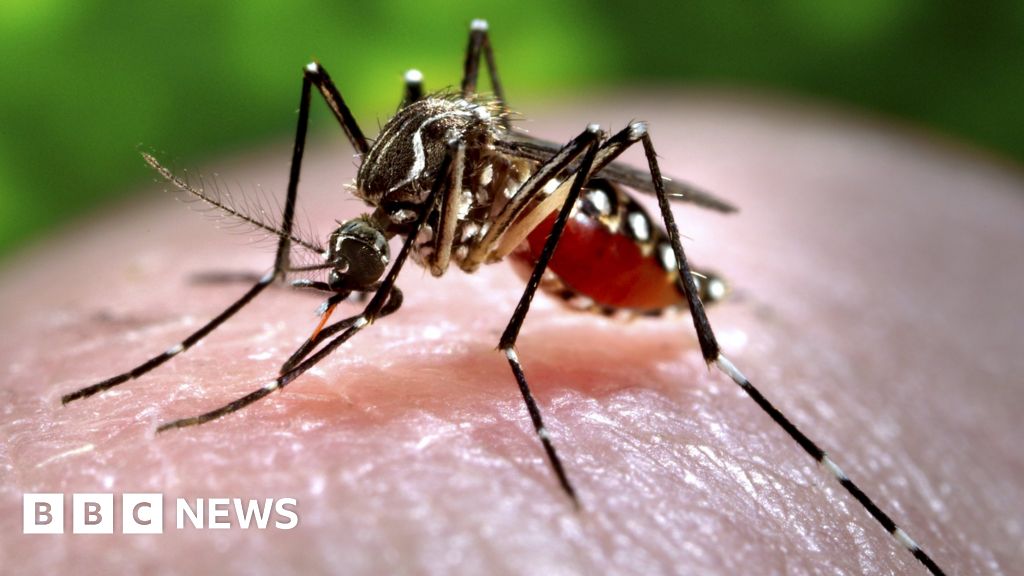 Zika virus: 2.2 billion people in 'at risk' areas - BBC News