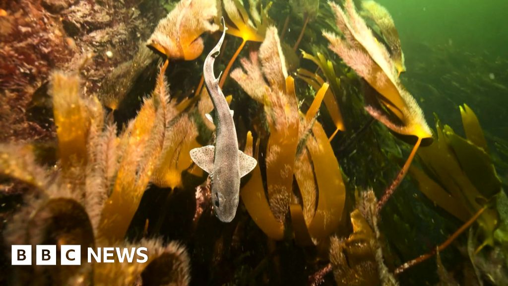 Mechanical kelp harvesting areas off Scotland 'too large' - BBC News