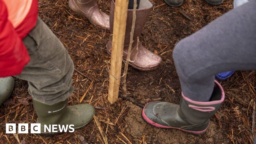 School children plant 500 trees for Queen's canopy near Marazion - BBC News