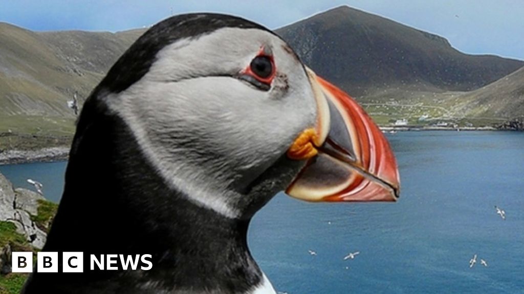 Warning over Yorkshire coast marine wildlife disturbance - BBC News