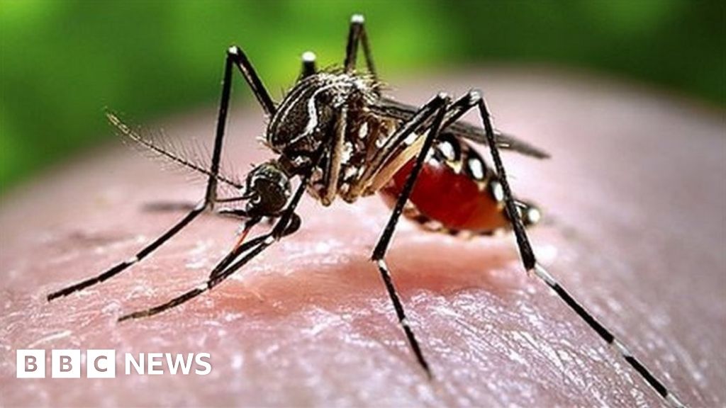 Using maths to outsmart mosquitoes - BBC News