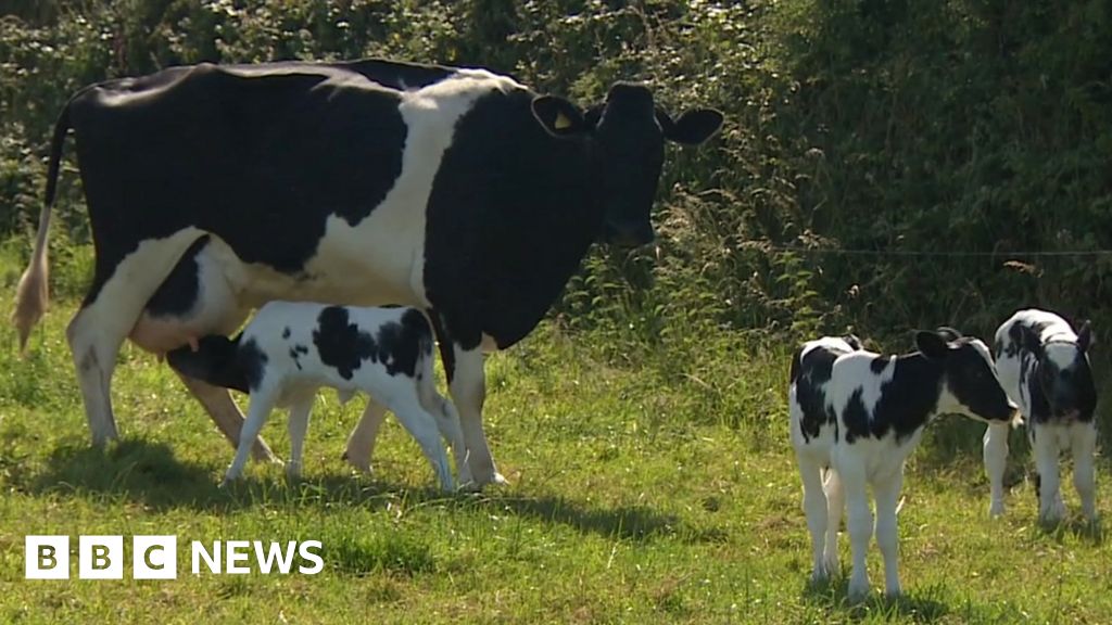 Cornish farmer celebrates 'one in a million' triplet calves - BBC News
