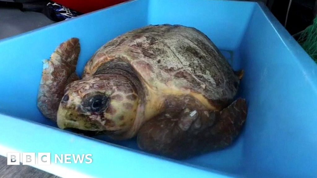 Endangered turtle set free in Florida - BBC News