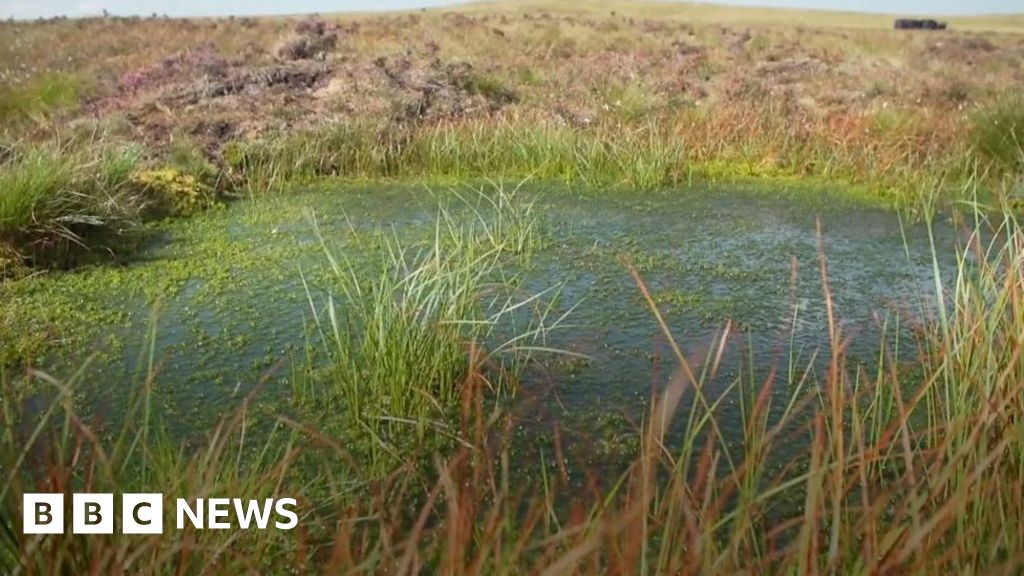 The Snowdonia bogs attracting rare birds back to Wales - BBC News
