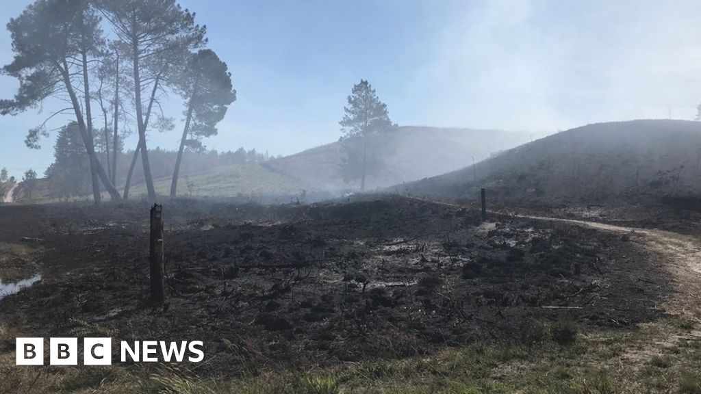 Wareham Forest wildfire: Crews take control of blaze