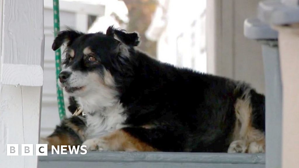 Lulu the dog inherits $5m from deceased US owner