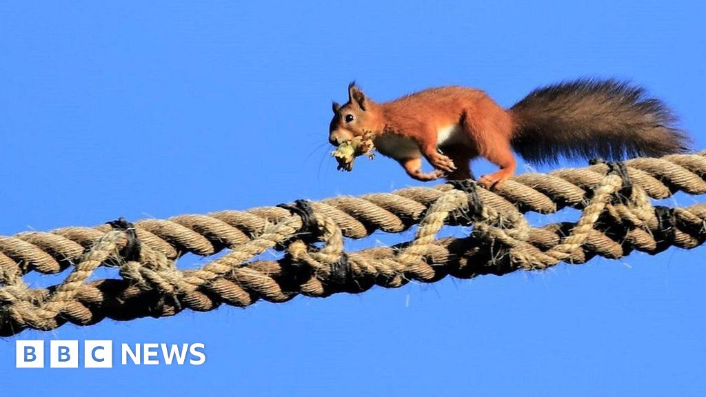 Cramlington red squirrel rope bridge helps cut road deaths